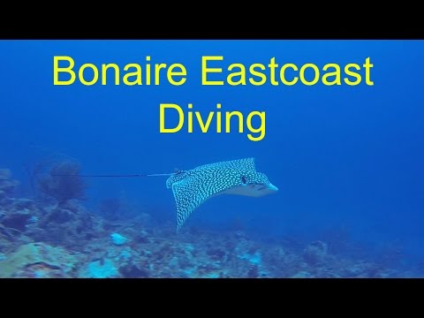 Bonaire's Island Guide--A Dutch Welcome